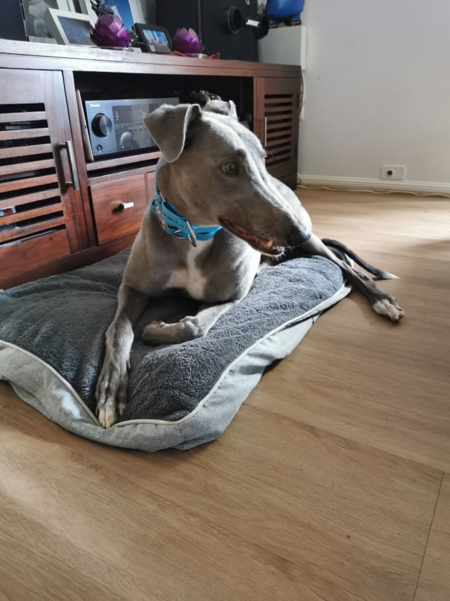 Bluey - Large Male Greyhound Dog in QLD - PetRescue