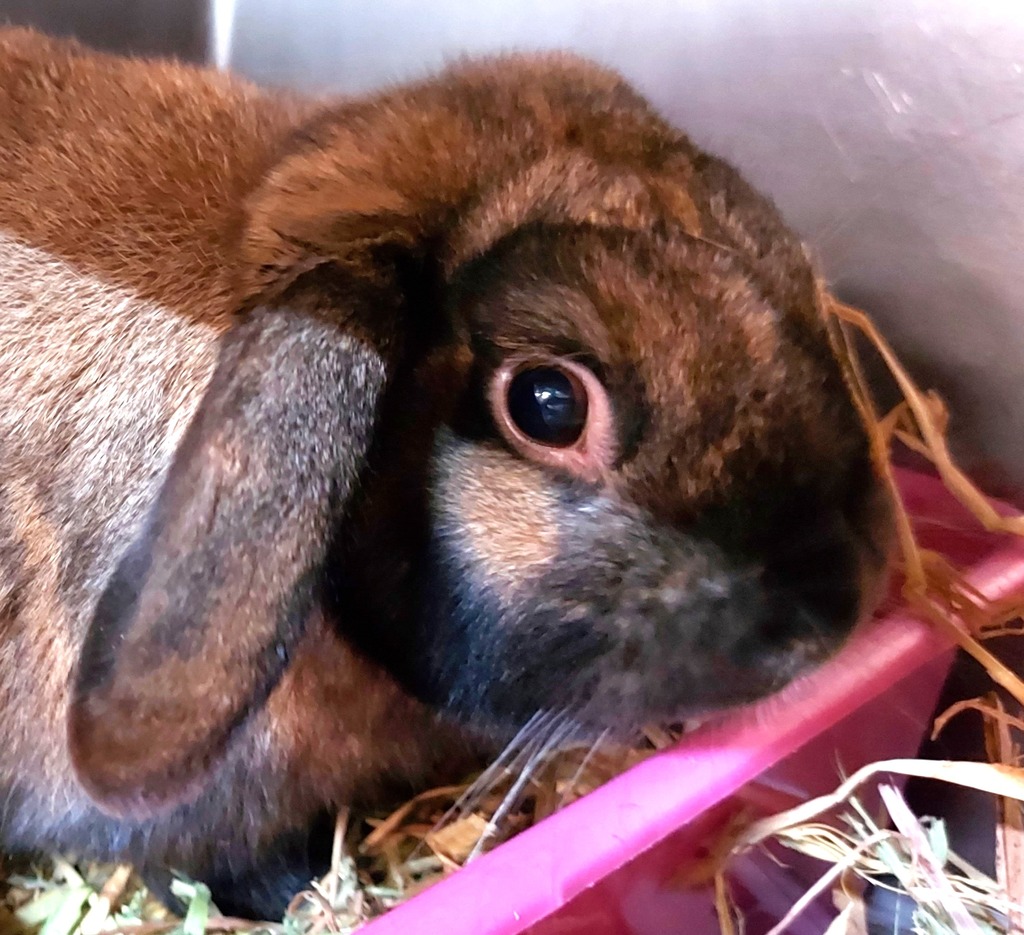 Brownie - Male Rabbit Unspecified Rabbit in VIC - PetRescue