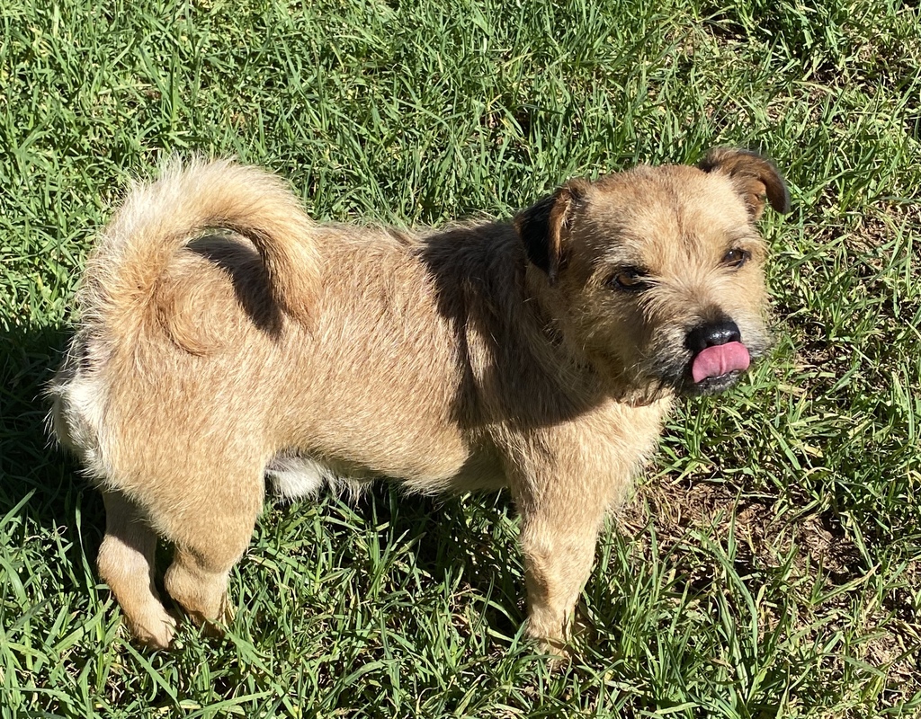 Harry - Small Male Jack Russell Terrier x Pug Mix Dog in QLD - PetRescue