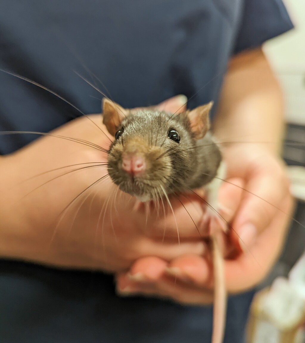 Petey - Male Rat Mix Rodent in QLD - PetRescue