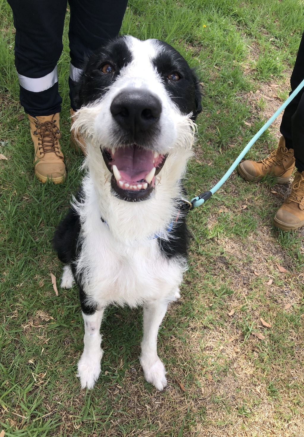 Woofa - Large Male Staghound x German Short Haired Pointer Mix Dog in ...