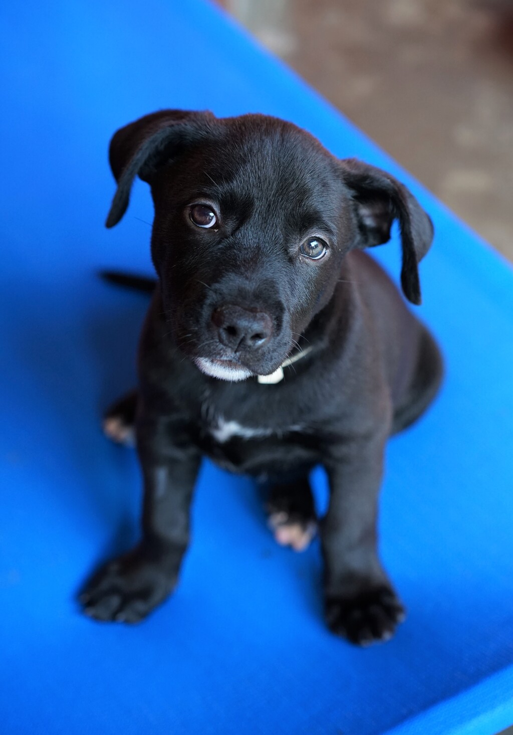 Nibbles - Medium Male Australian Cattle Dog x American Staffordshire ...