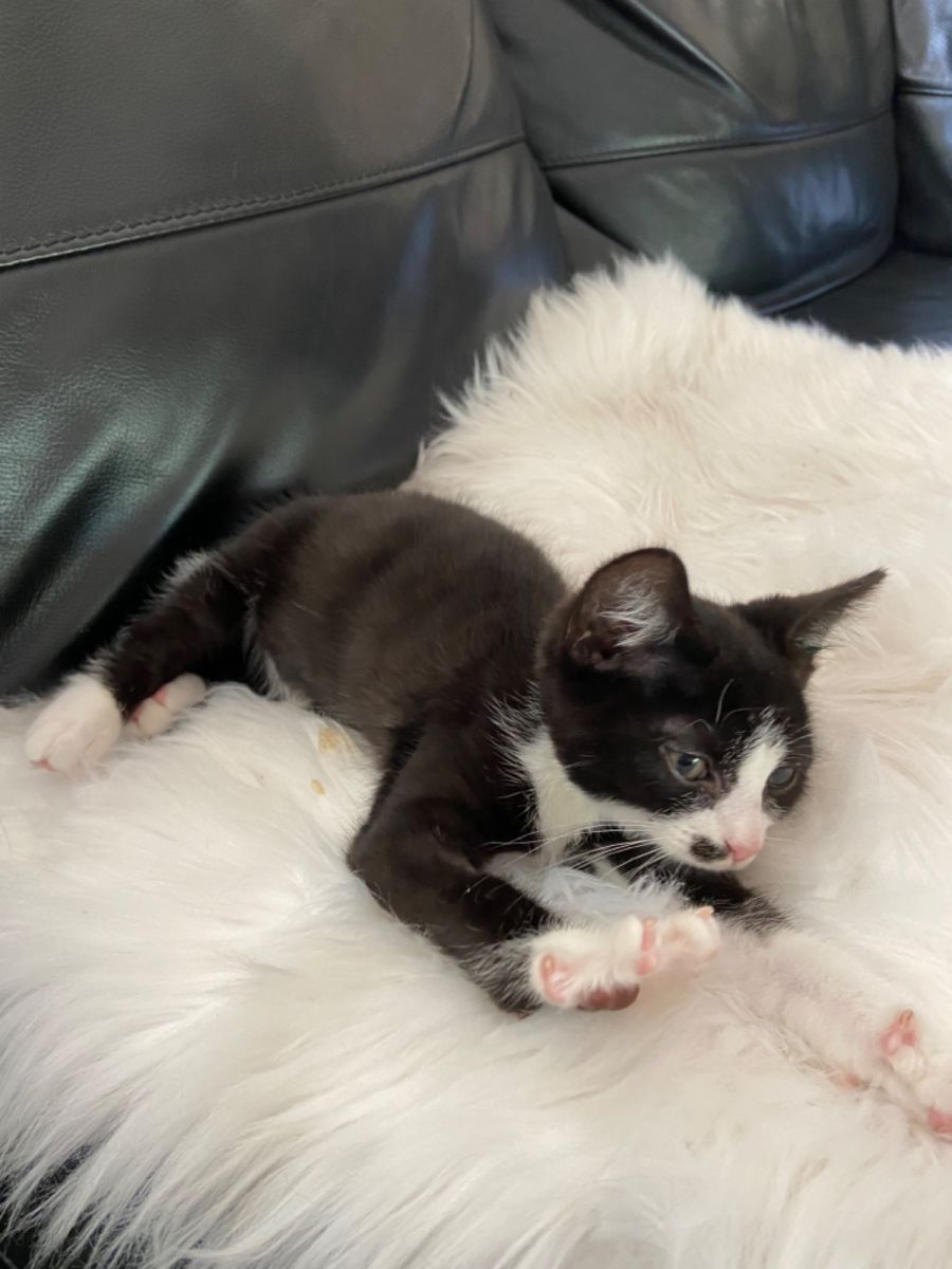 Silas - Male Domestic Short Hair Cat in VIC - PetRescue