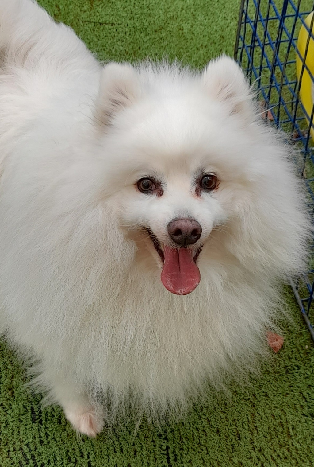 Noodle - Medium Male Japanese Spitz Dog in ACT - PetRescue