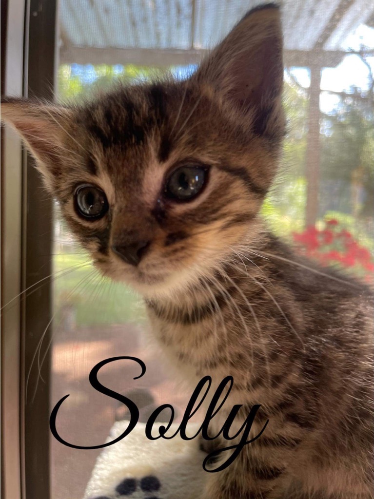 Solly - Male Domestic Short Hair Cat in TAS - PetRescue