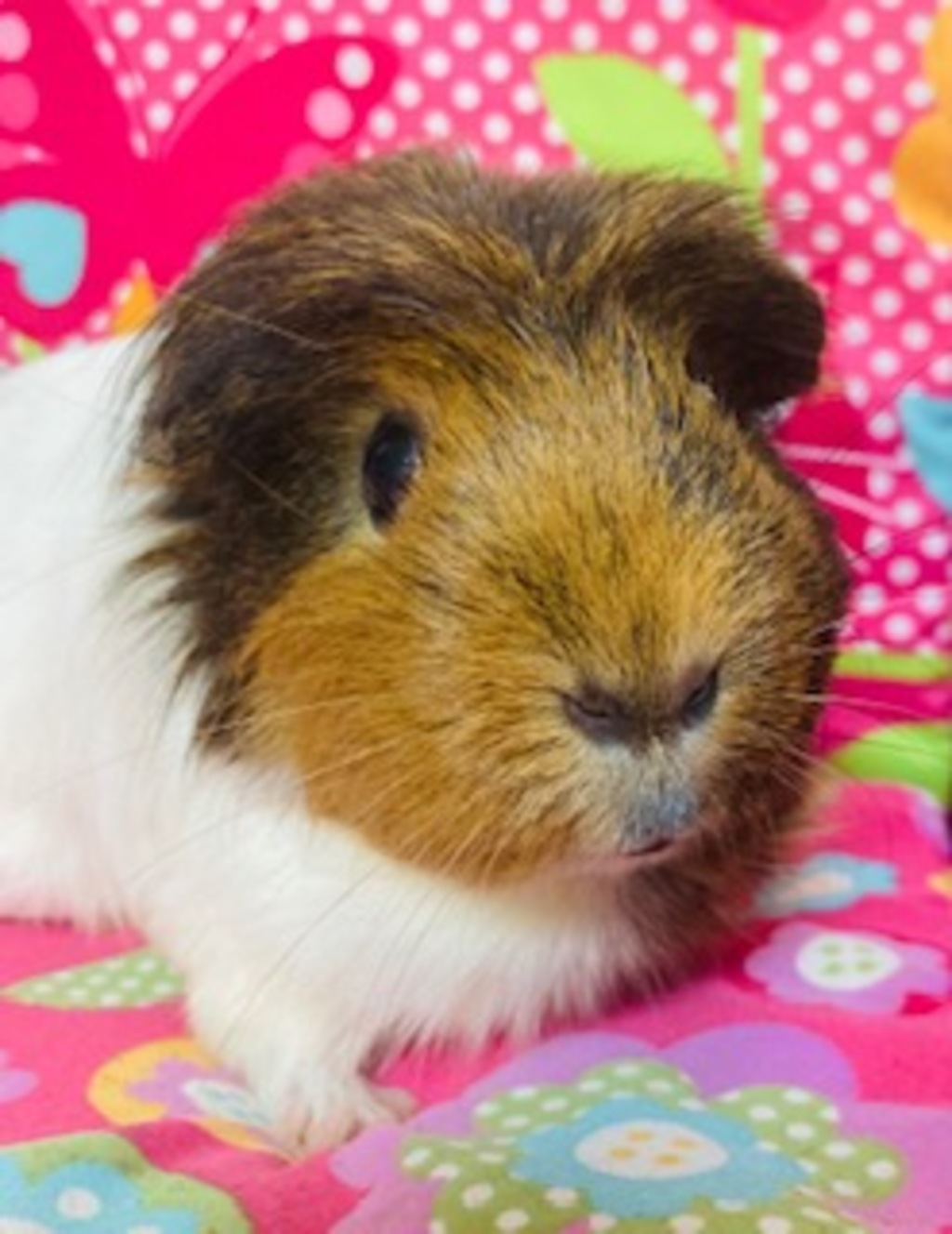 Hazel - Female Short-hair Crested Mix Guinea Pig in QLD - PetRescue