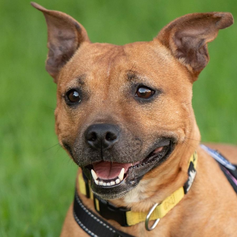 Gigi - Small Female Staffy Dog in VIC - PetRescue