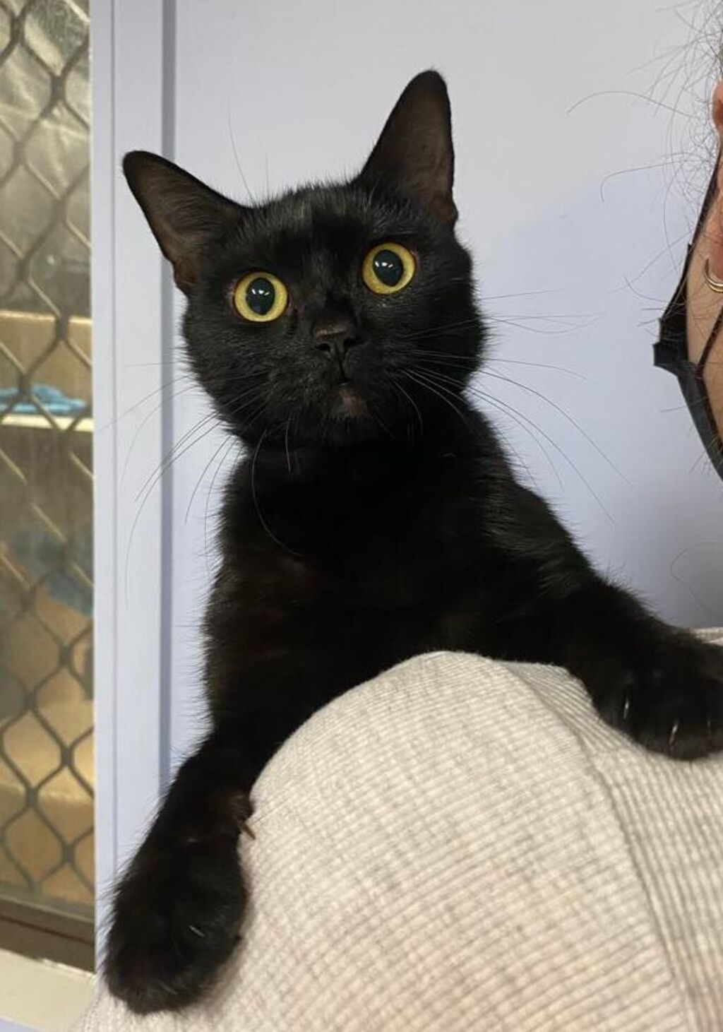 Shiraz - Female Domestic Short Hair Cat in ACT - PetRescue