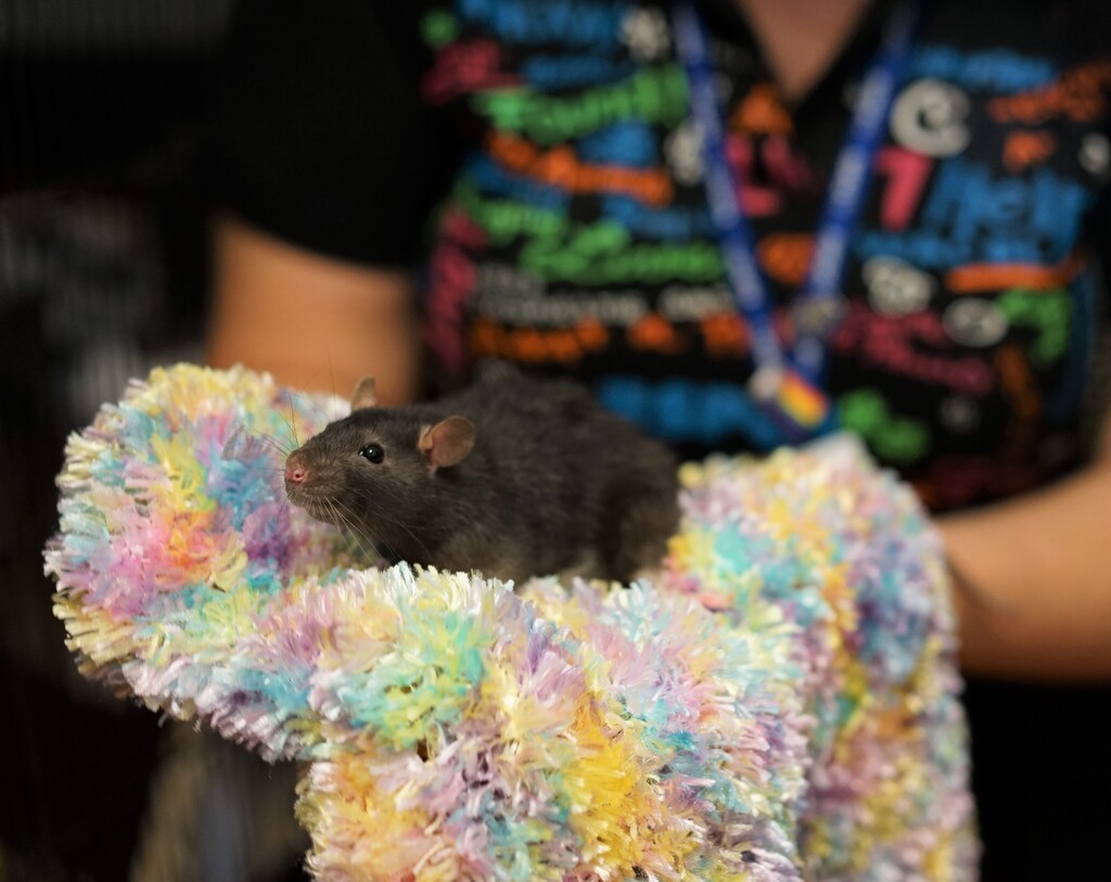Ebony - Female Rat Mix Rodent in QLD - PetRescue
