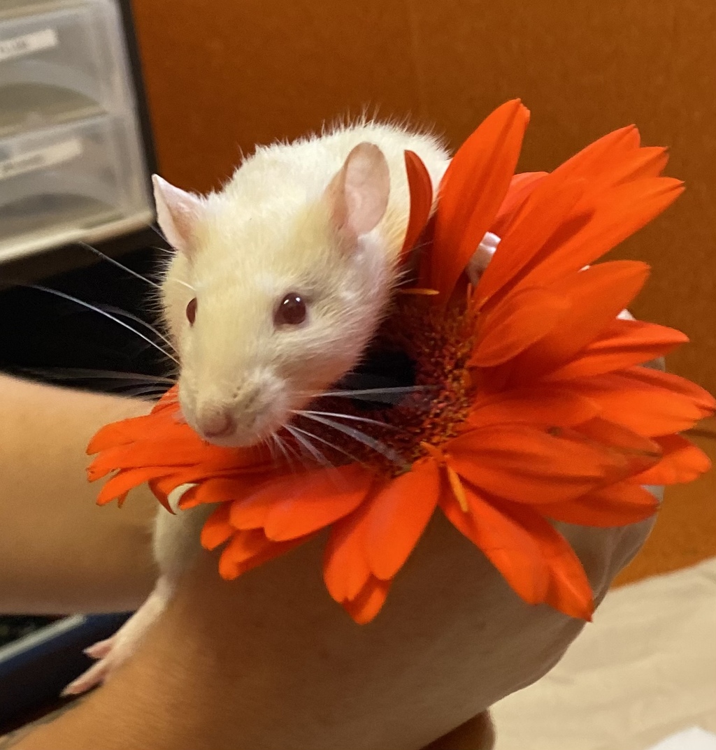 Blossom - Female Rat Mix Rodent in QLD - PetRescue