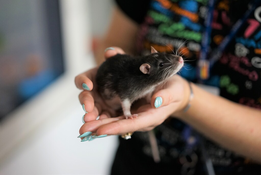 Oreo - Female Rat Mix Rodent in QLD - PetRescue