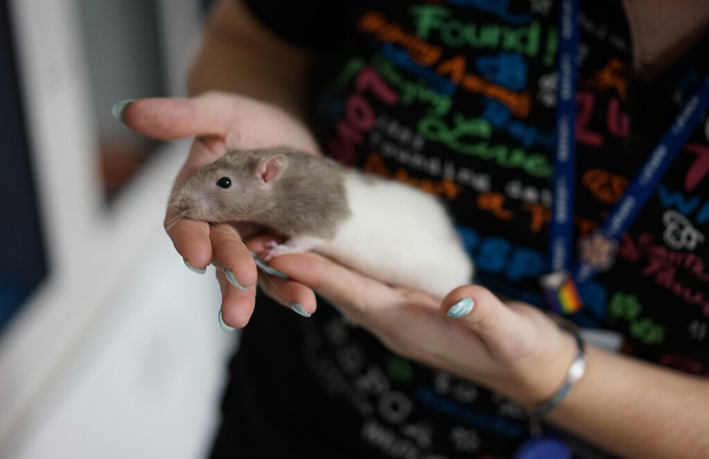Chocco - Male Rat Mix Rodent in QLD - PetRescue