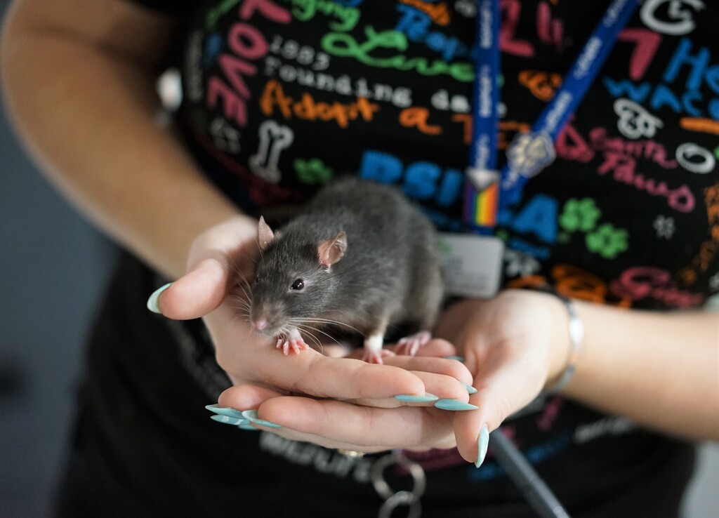 Bronson - Male Rat Mix Rodent in QLD - PetRescue