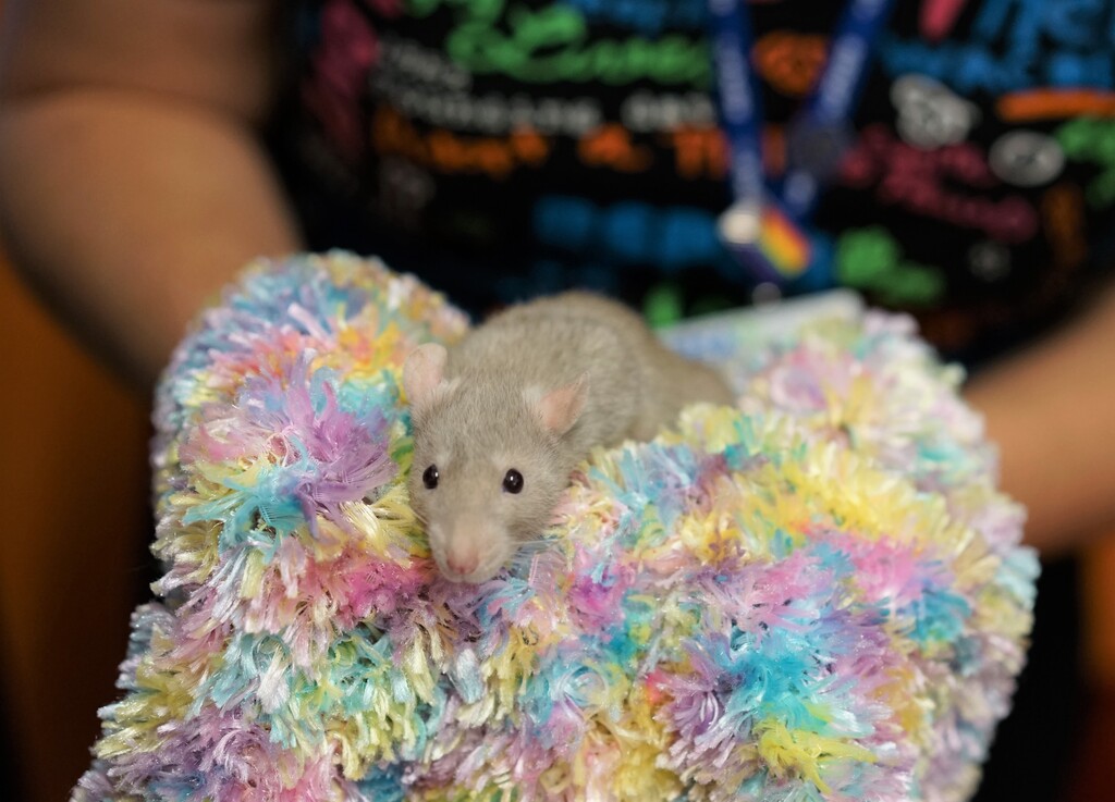 Lucy - Female Rat Mix Rodent in QLD - PetRescue