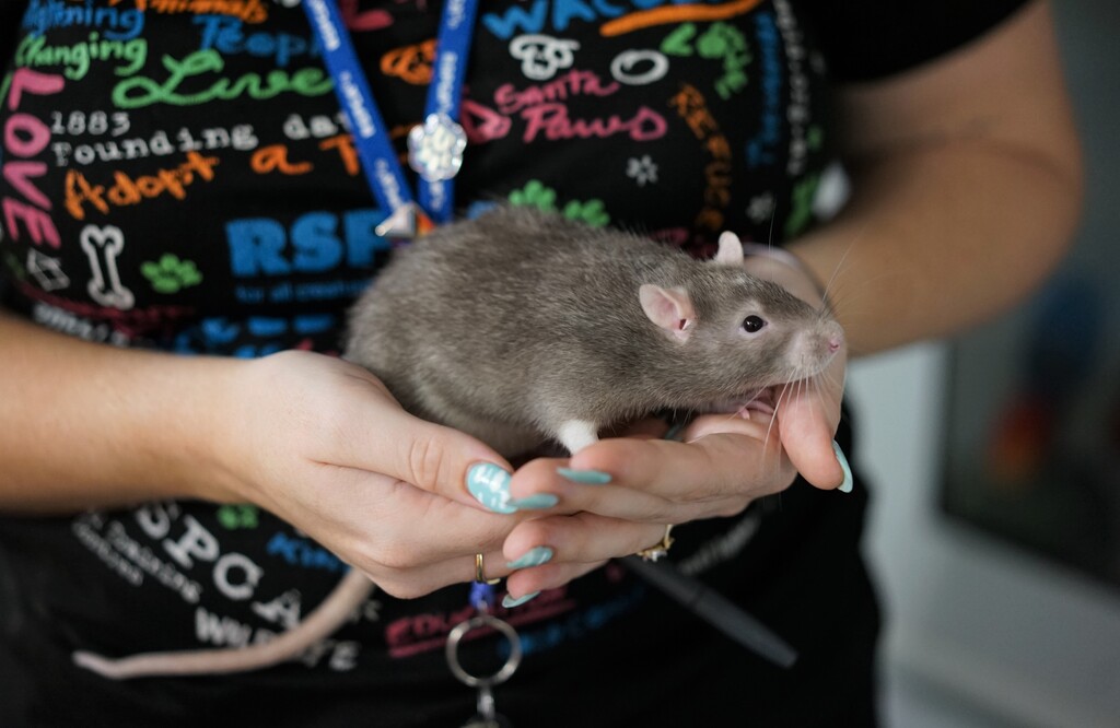 Frank - Male Rat Mix Rodent in QLD - PetRescue