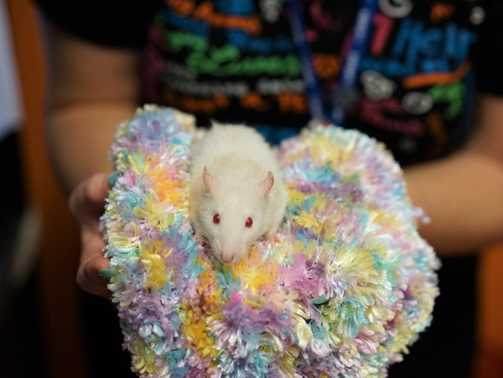 Renee - Female Rat Mix Rodent in QLD - PetRescue