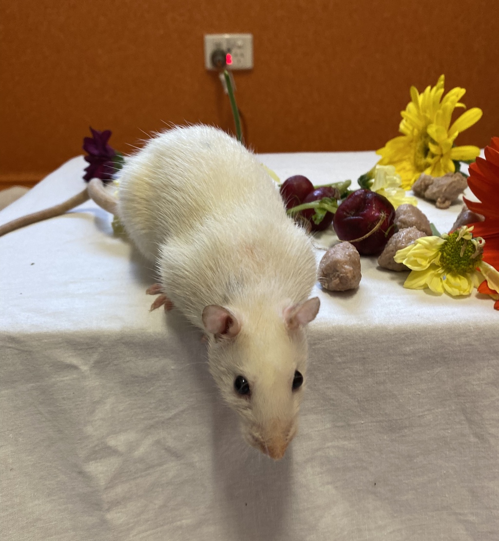 Sasha - Female Rat Mix Rodent in QLD - PetRescue