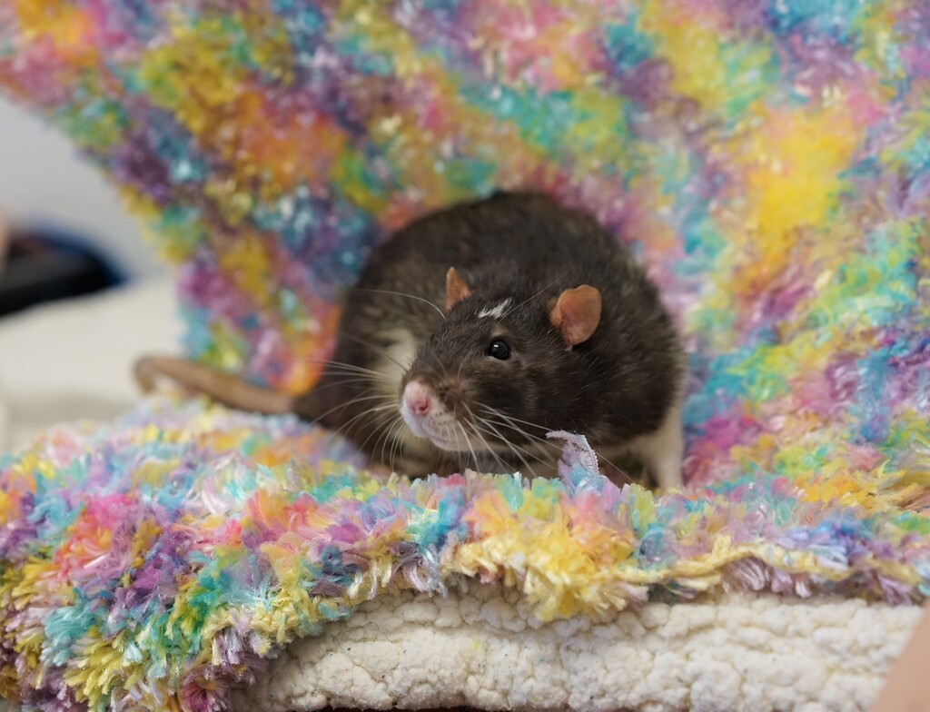 Nathan - Male Rat Mix Rodent in QLD - PetRescue