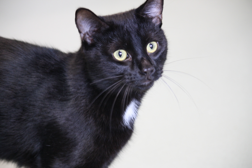 Smooshy - Male Domestic Short Hair Mix Cat in QLD - PetRescue