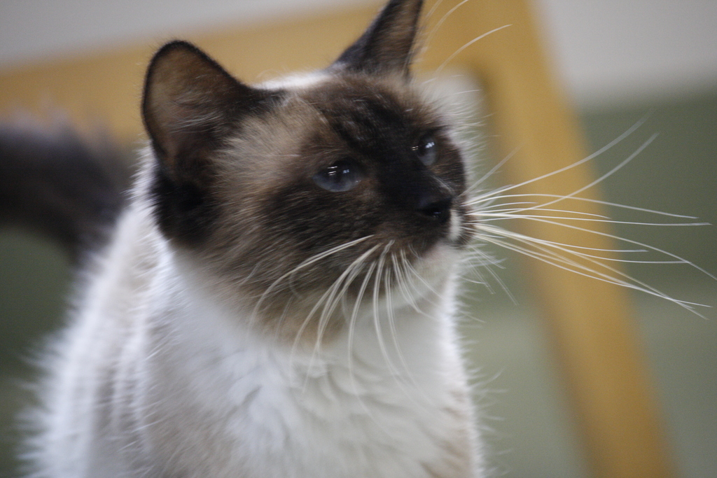 Sally - Female Layanese Mix Cat in QLD - PetRescue