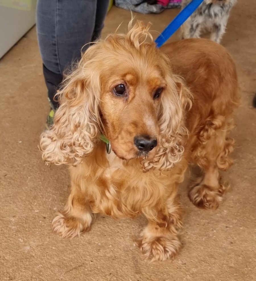 Matilda - Small Female Cocker Spaniel Dog in NSW - PetRescue