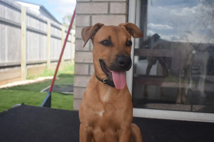 Balto - Large Male Rhodesian Ridgeback x American Staffordshire Bull ...