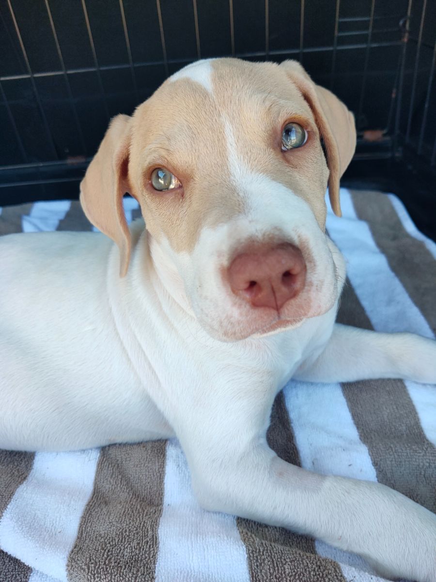 Conrad - Large Male Bull Arab Mix Dog in VIC - PetRescue