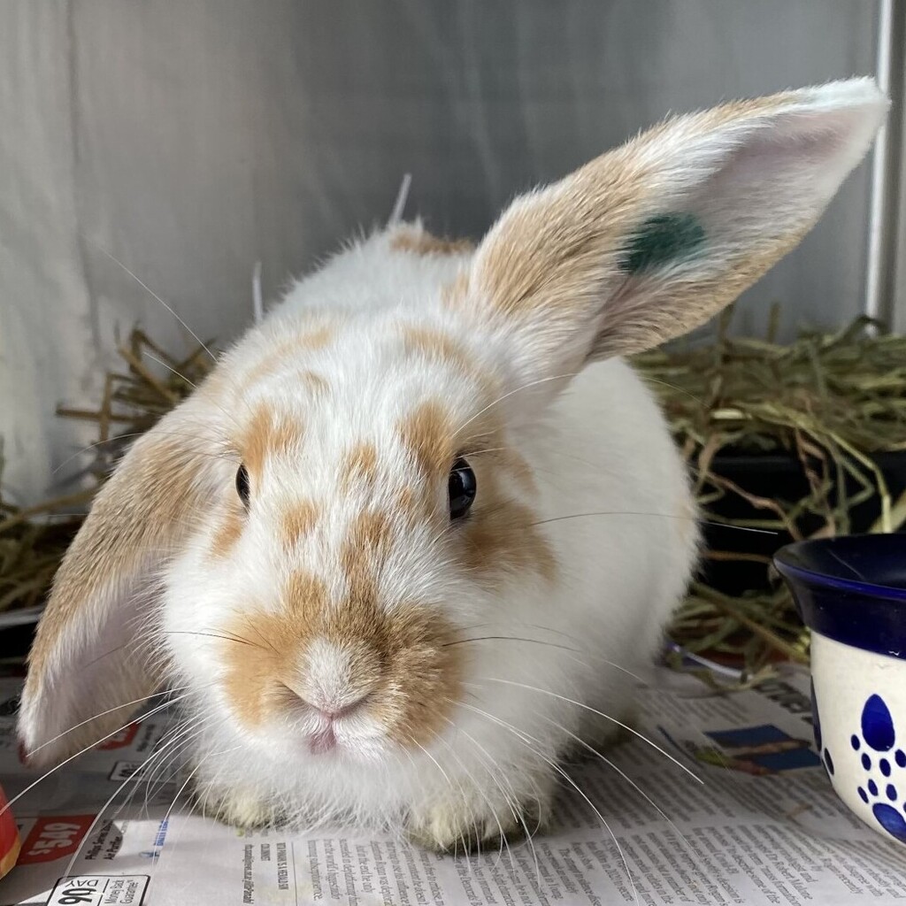 Dewey - Male Mini Lop Rabbit in VIC - PetRescue