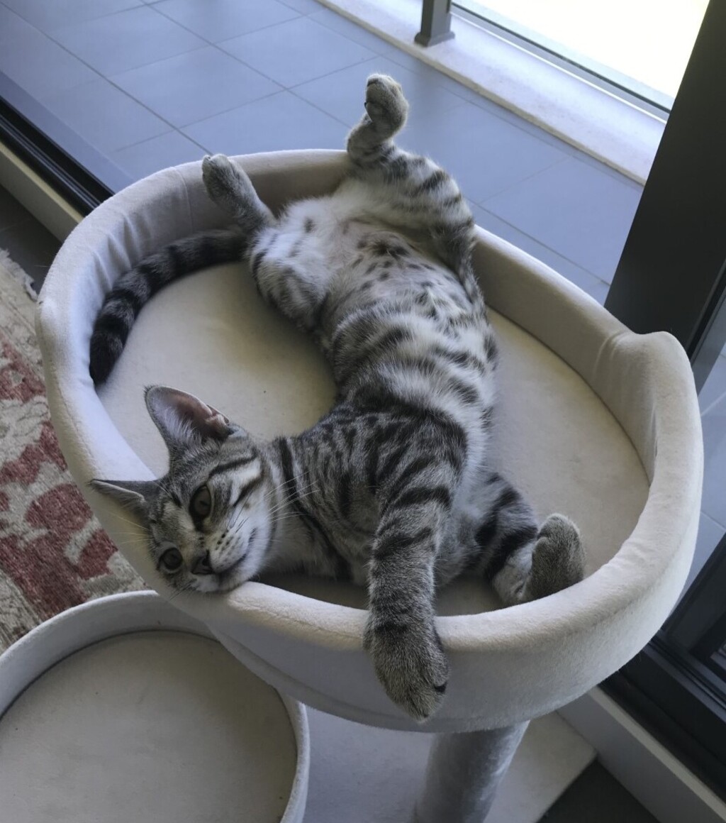 Musa - Female Domestic Short Hair Mix Cat in WA - PetRescue