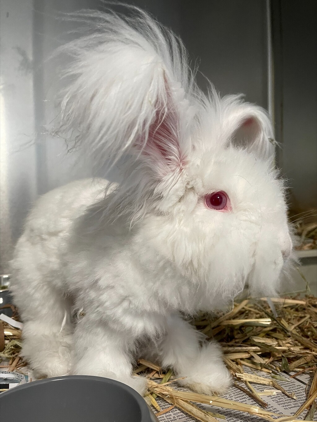 Barnaby - Male Angora Rabbit in WA - PetRescue