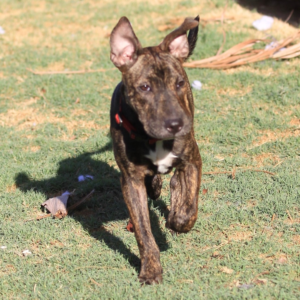 Fisher - Large Male Mixed Breed Dog in WA - PetRescue