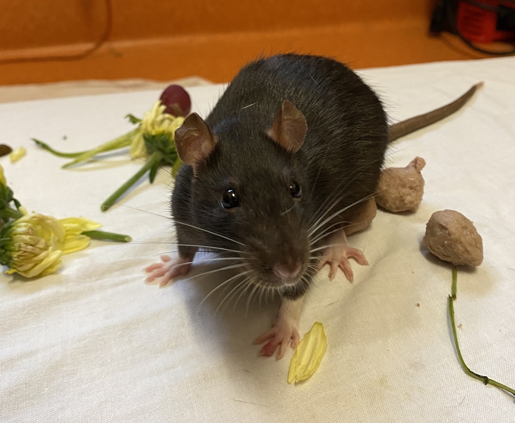 Ratatta - Female Rat Mix Rodent in QLD - PetRescue