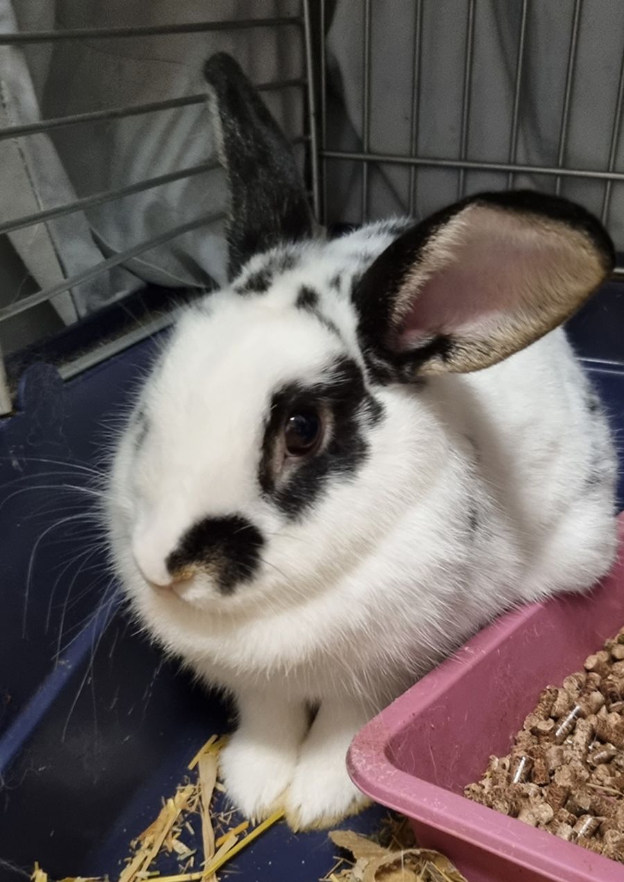 Coco - Female Rabbit in NSW - PetRescue