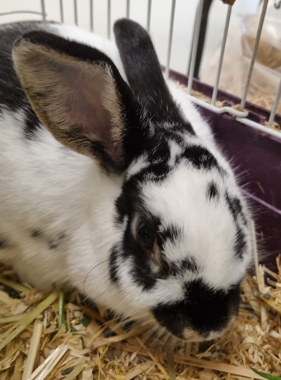 Lily - Female Rabbit in NSW - PetRescue