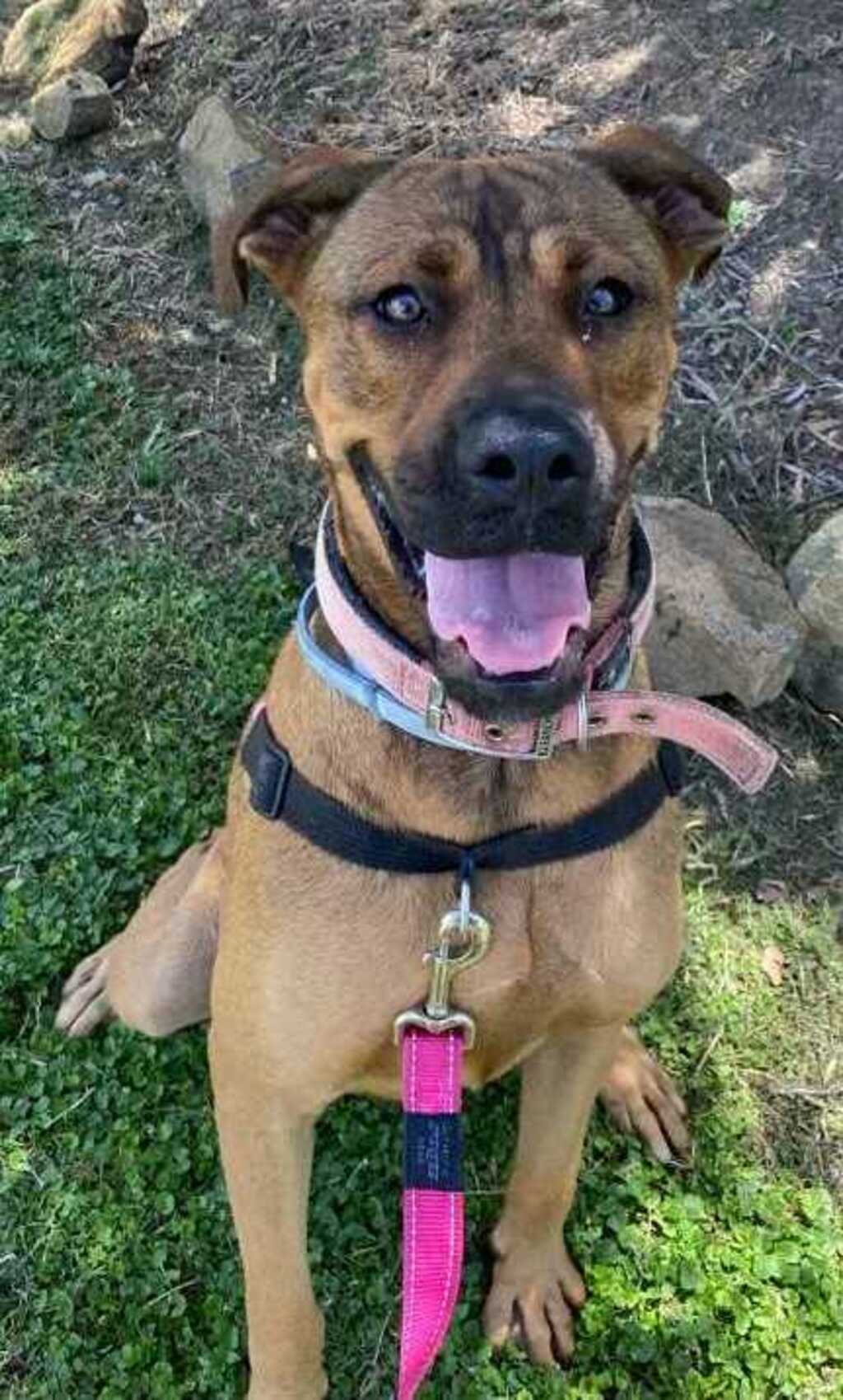 Trinity - Large Female Boxer x German Shepherd Mix Dog in QLD - PetRescue