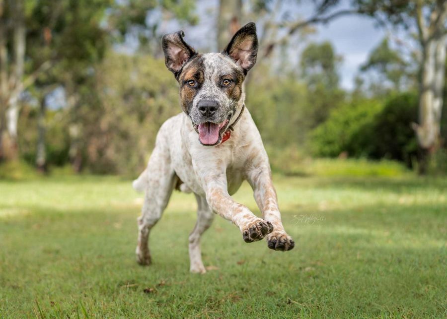 Ziggy - Medium Male Cattle Dog x Mastiff Mix Dog in QLD - PetRescue