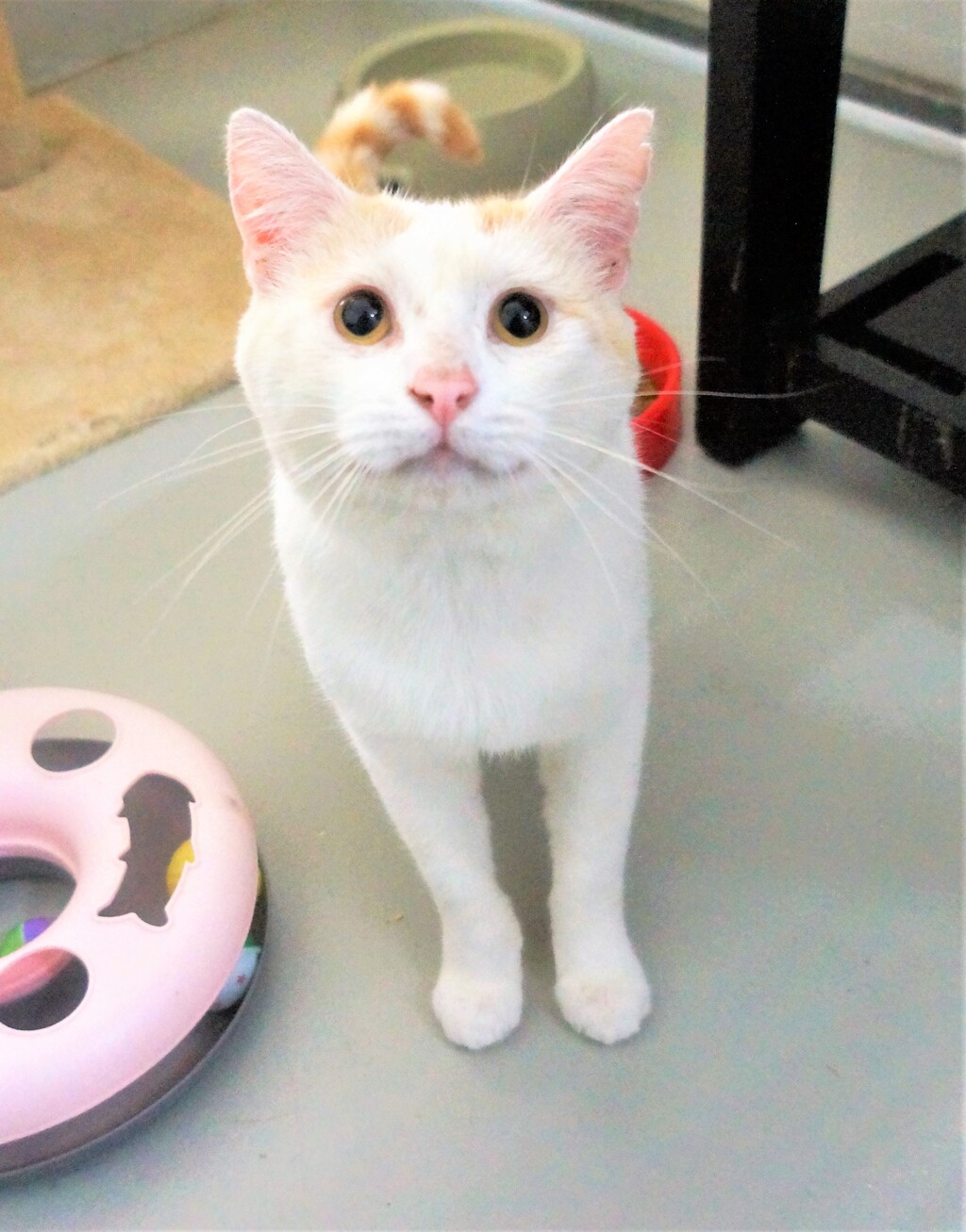 Wynyard - Male Domestic Short Hair Mix Cat in TAS - PetRescue