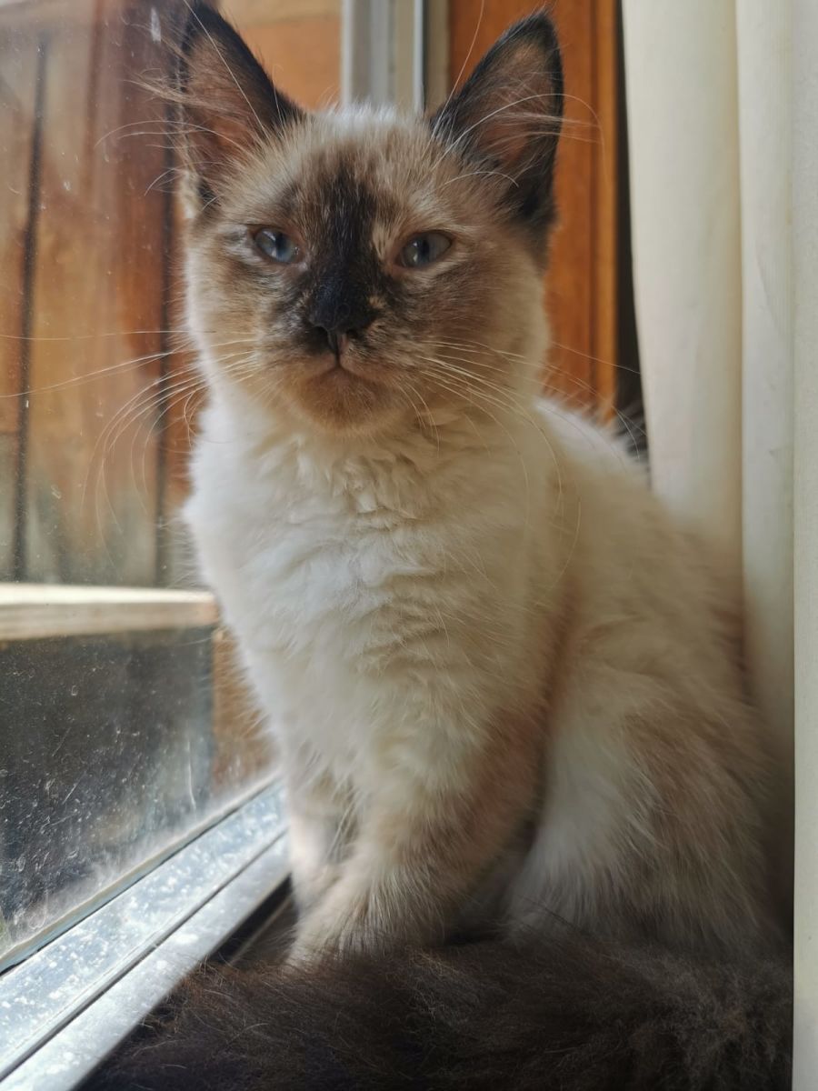 Luna - Female Ragdoll Mix Cat in VIC - PetRescue