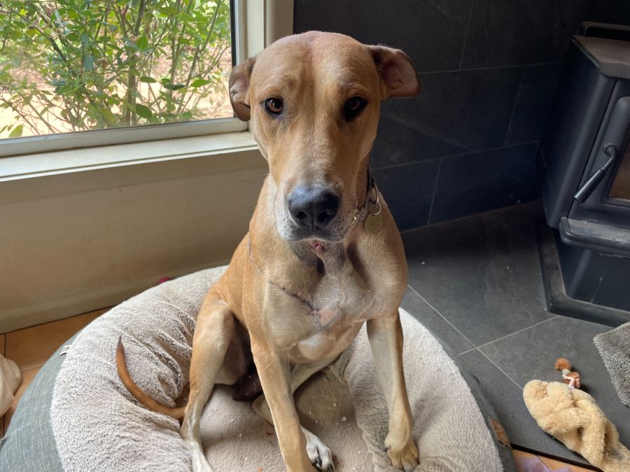 Skeria - Large Female Mastiff x Greyhound Mix Dog in VIC - PetRescue