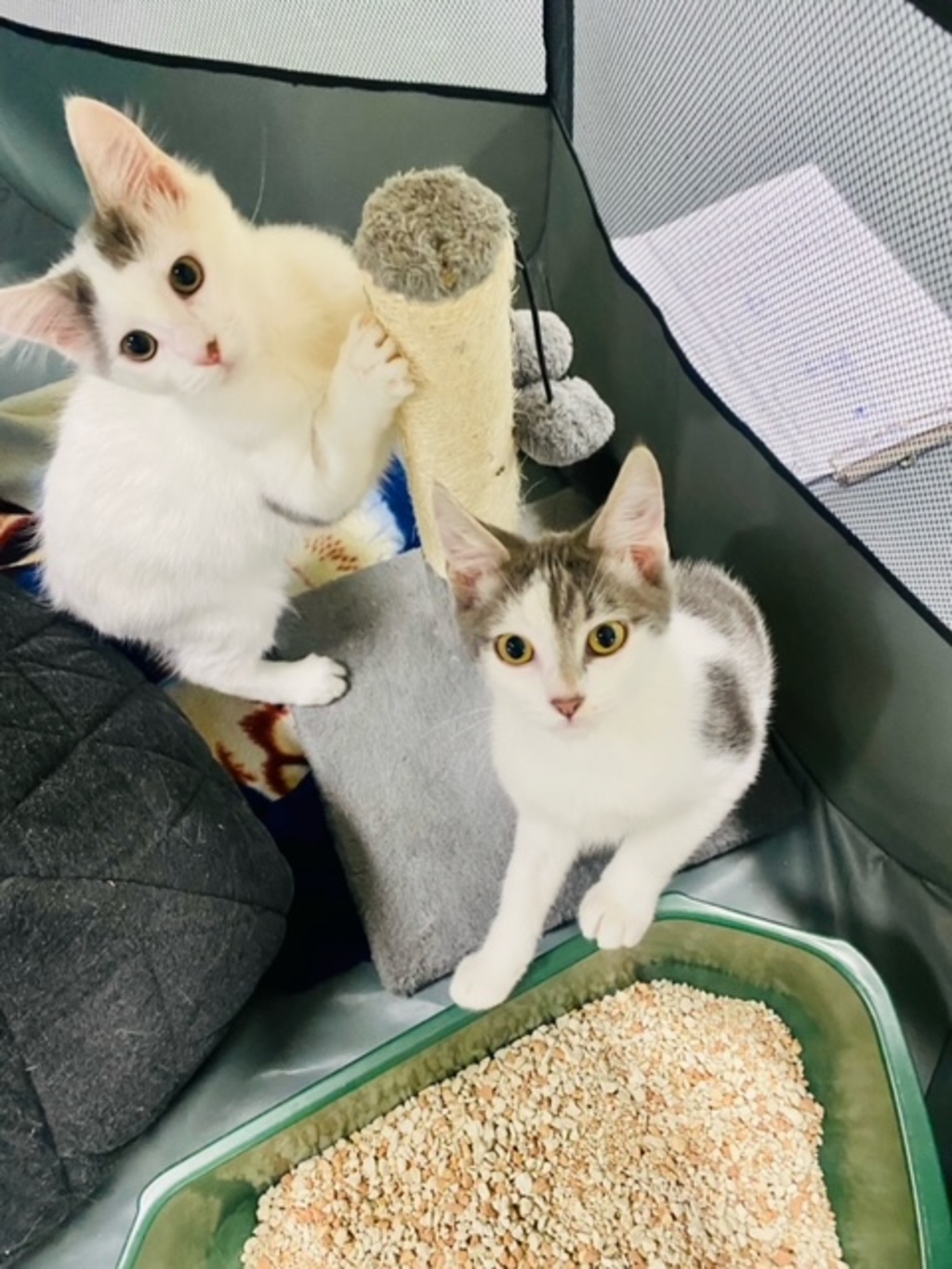 Noddy - Male Dsh Mix Cat in VIC - PetRescue