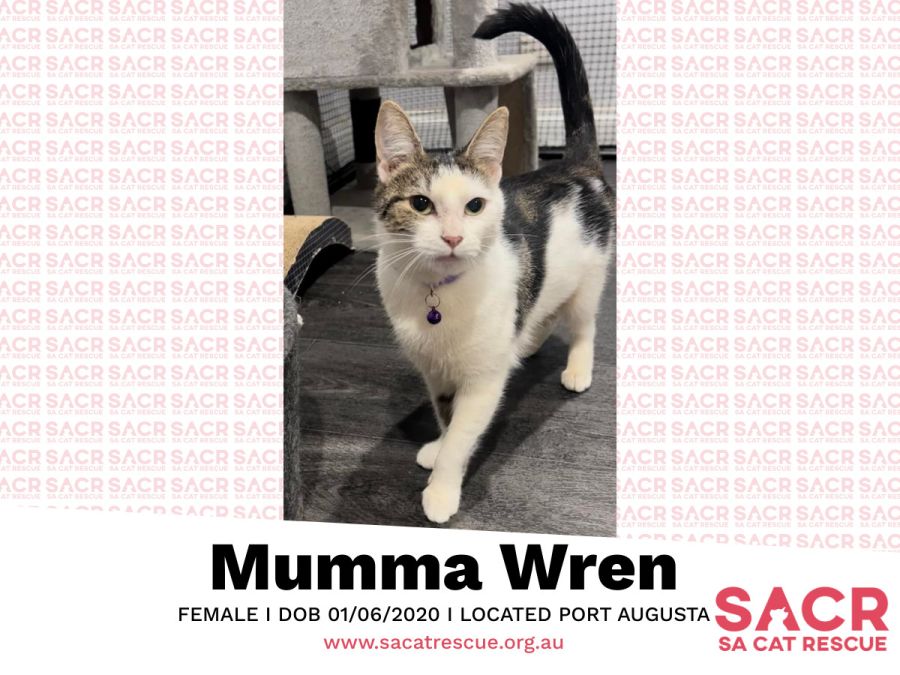 SA Cat Rescue Inc - PetRescue