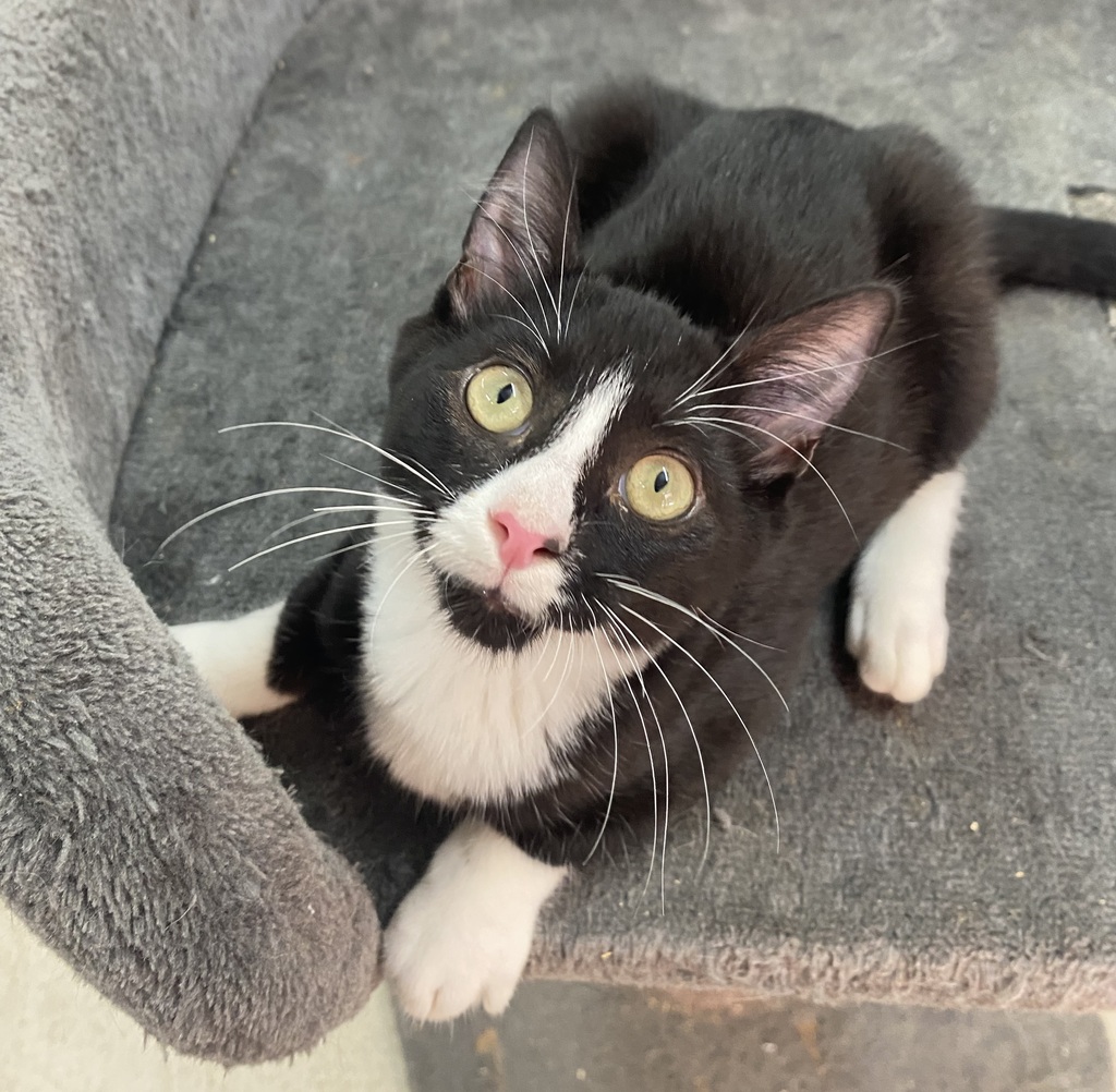 Vinny - Male Domestic Short Hair Cat in VIC - PetRescue