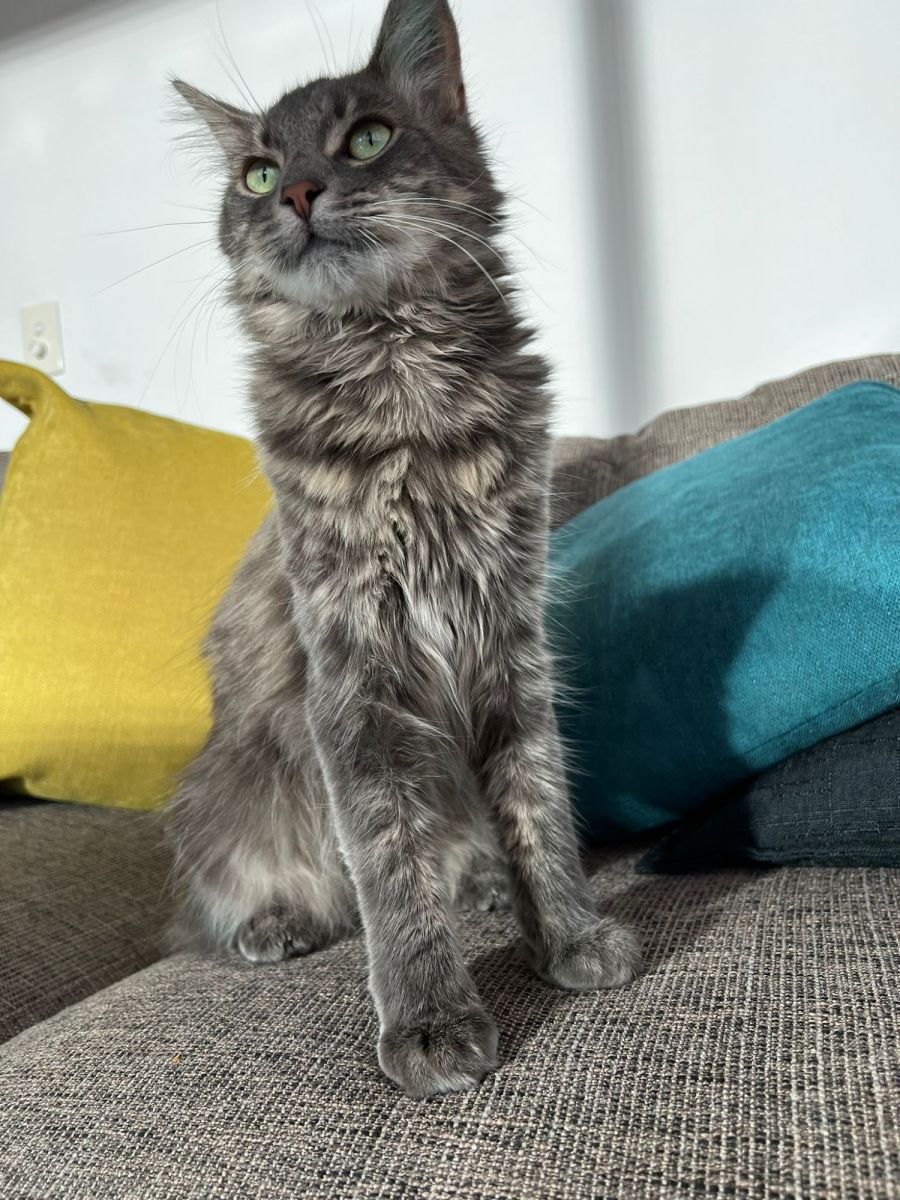 Mr Gato - Male Domestic Medium Hair Cat in VIC - PetRescue