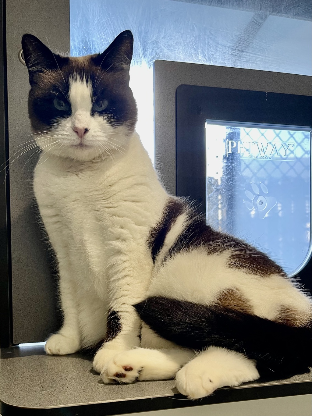 Coco - Female Snowshoe Cat in QLD - PetRescue