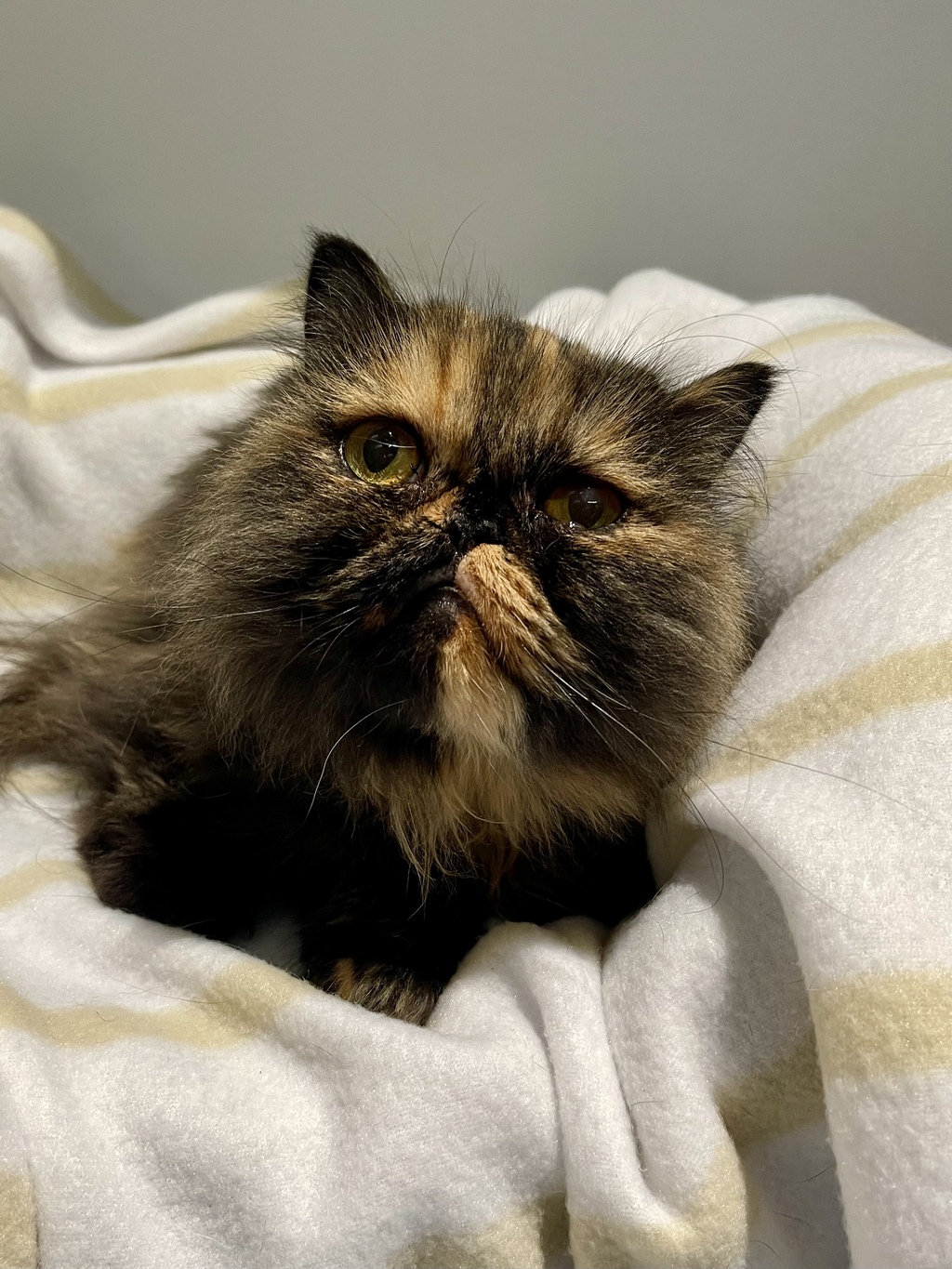 Ripley - Female Persian Mix Cat in QLD - PetRescue