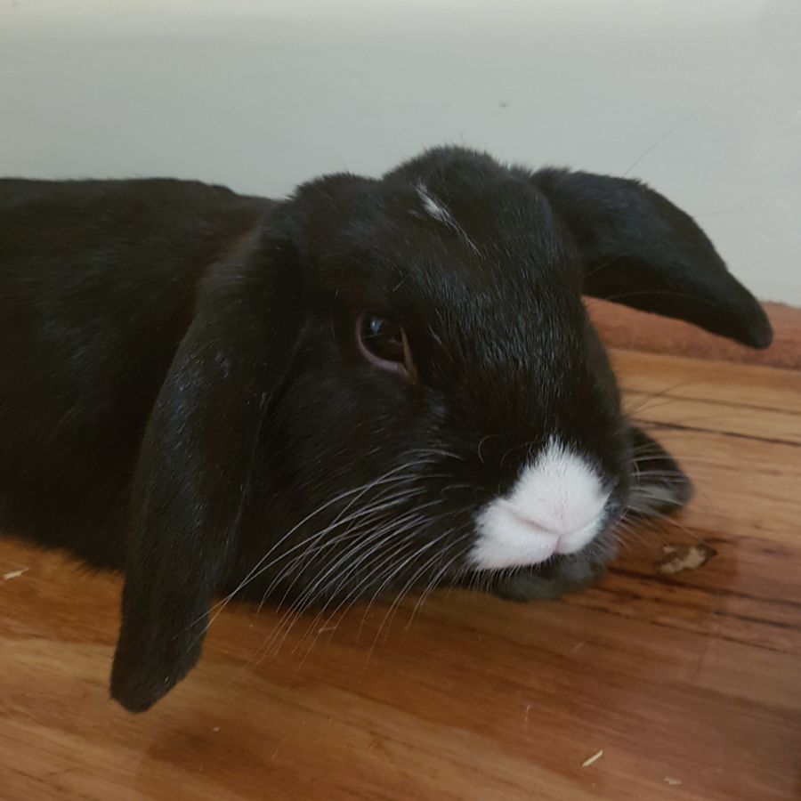 Attila the Bun - Male Lop Eared Mix Rabbit in VIC - PetRescue