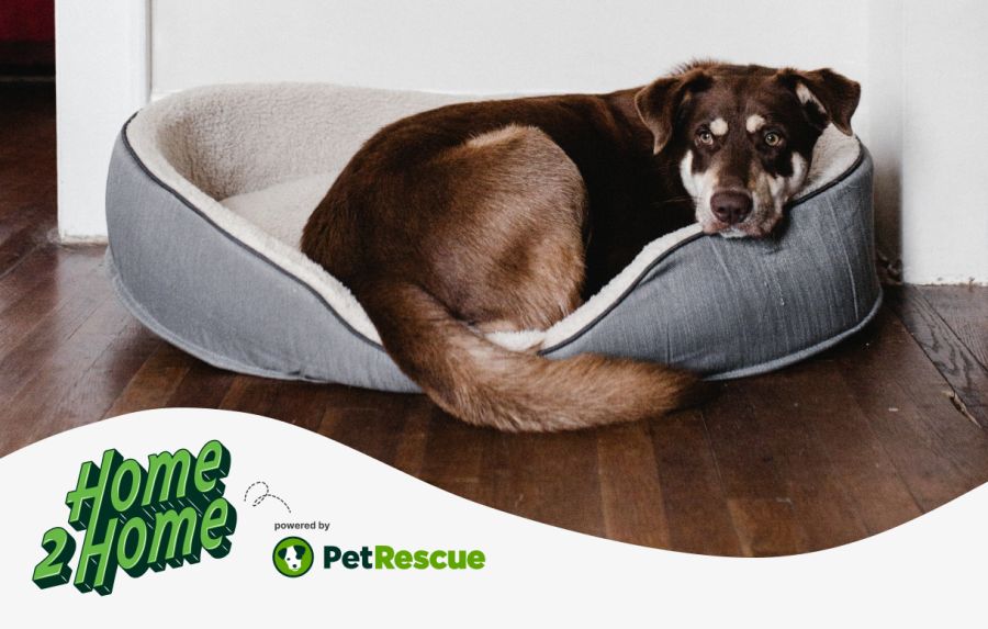A new pathway for owner support - PetRescue