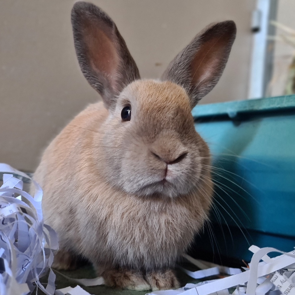 Harry (harriet) - Female Rabbit Unspecified Rabbit in VIC - PetRescue