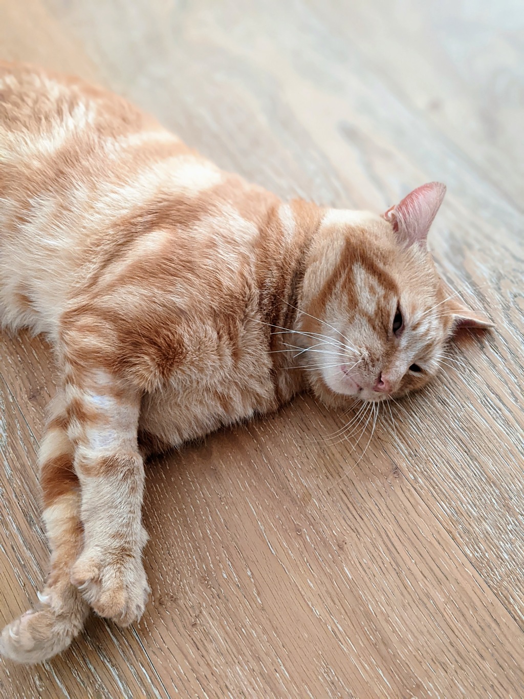 Scanlan - Male Domestic Short Hair Mix Cat in NSW - PetRescue