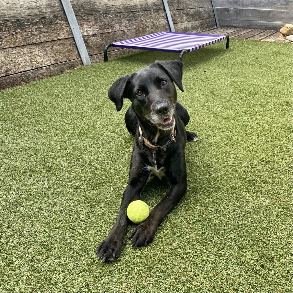 Spot - Medium Female Kelpie x Labrador Mix Dog in VIC - PetRescue